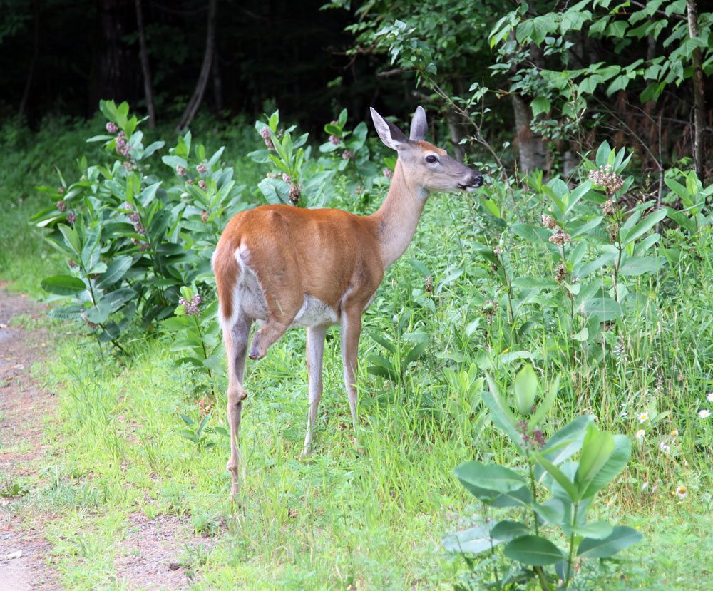Tripod deer | News, Sports, Jobs - Adirondack Daily Enterprise